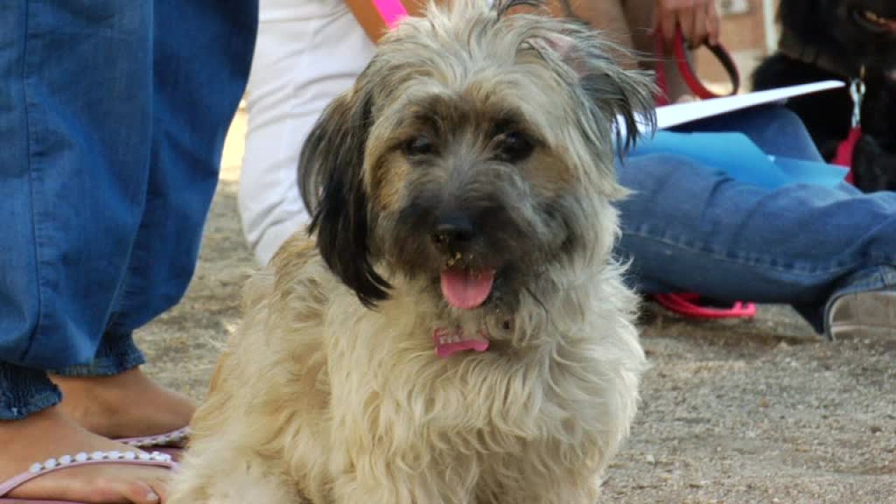 Los perros también tienen miedo