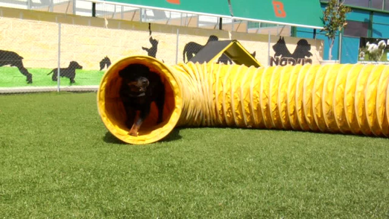 Un centro de adiestramiento canino para los perros más espectaculares